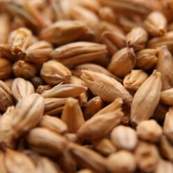 Products - Montana Craft Malt :Montana Craft Malt