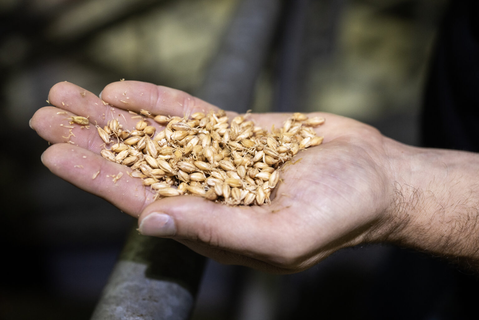 Home - Montana Craft Malt :Montana Craft Malt